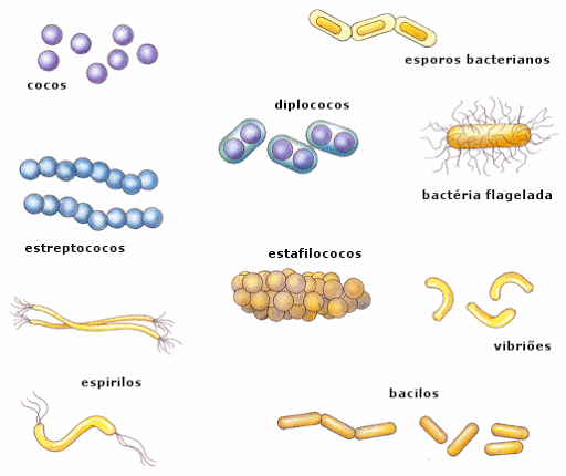 Eubactérias e Arqueobactérias :: Boiologia
