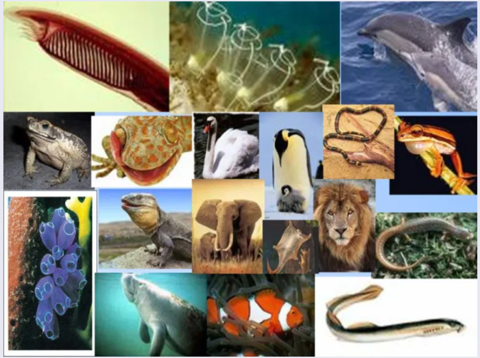 Filo Chordata :: Boiologia