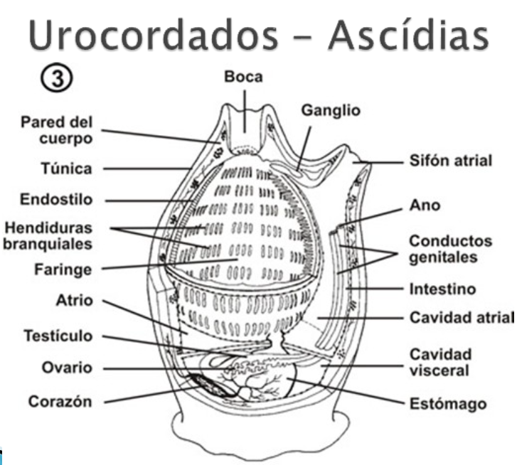 Anatomia Dos Urocordados